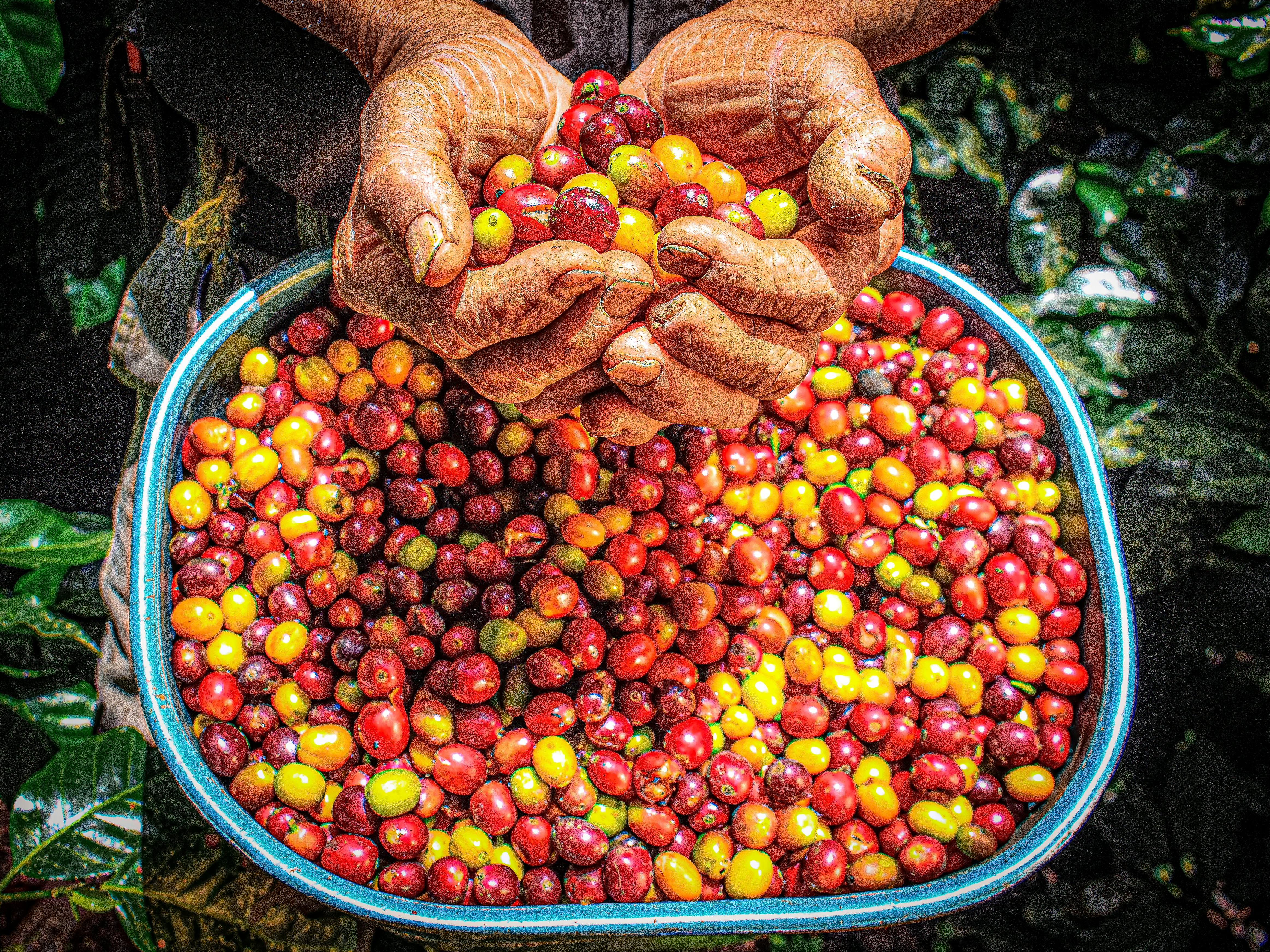 Indian or Italian Coffee? An Italian Coffee Origin Story – Stockup ...